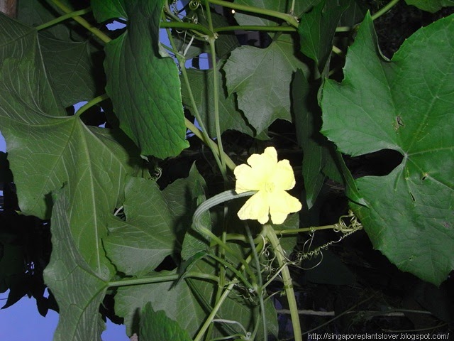 Singapore Plants Lover: Mellow Yellow-Loofah